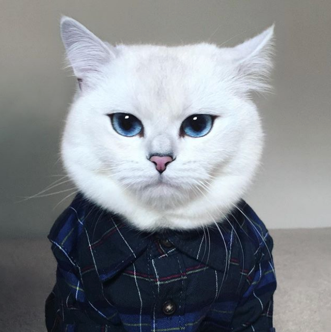 20 Superstar Cats You Should Be Following (2019) – Gus & Bella