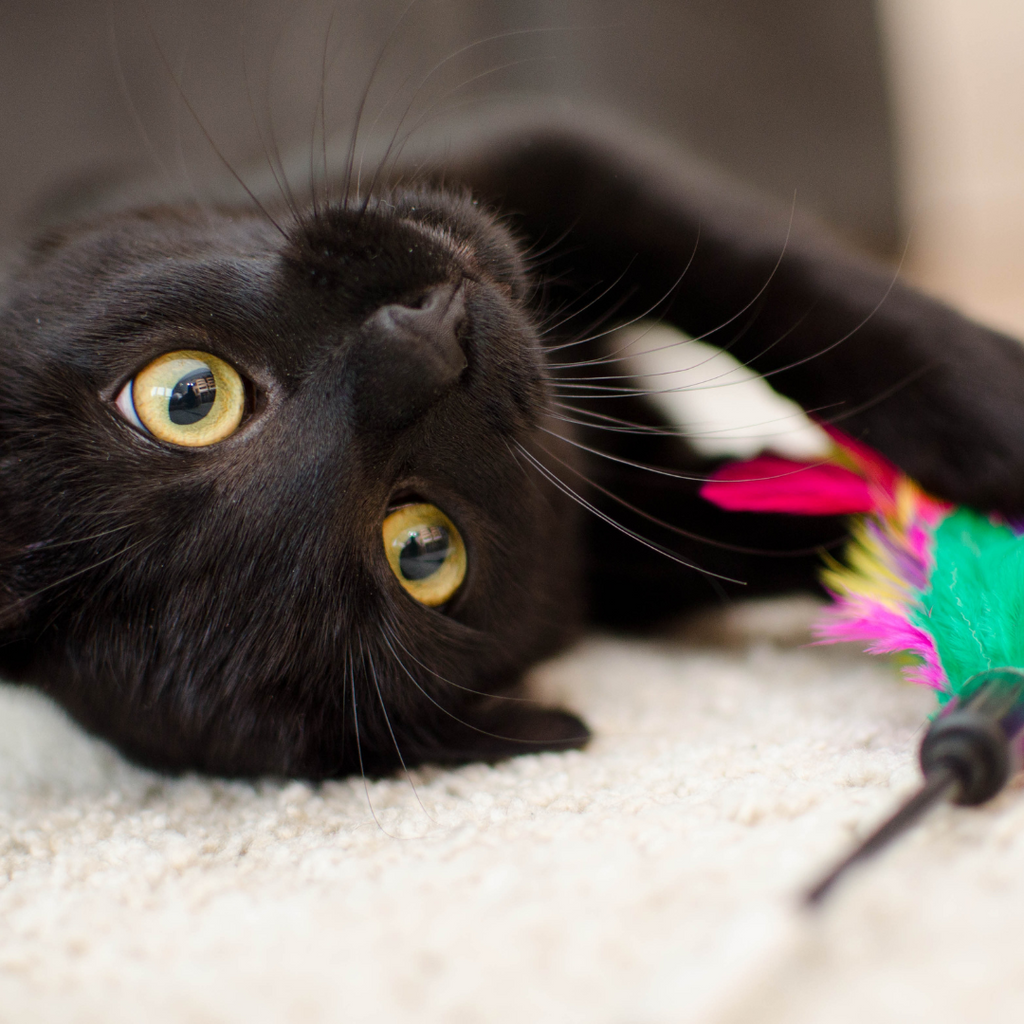 7 Best Cat Toys For Older Indoor Cats – Gus & Bella